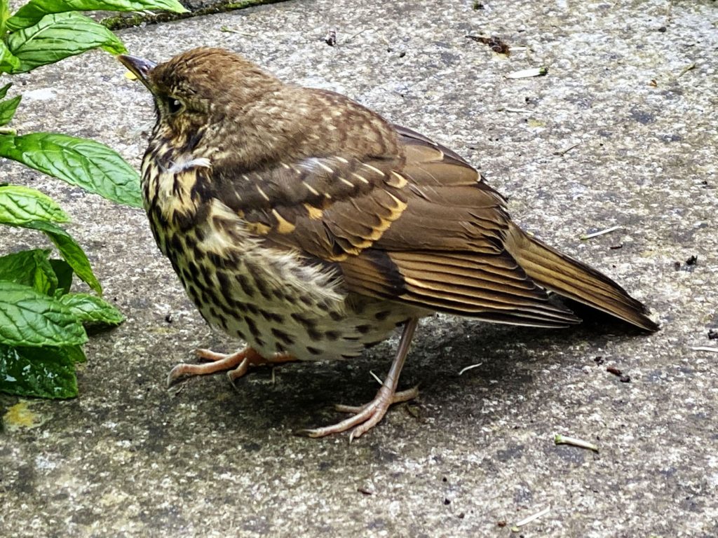 Baby Thrush | St Andrews Photographic Society