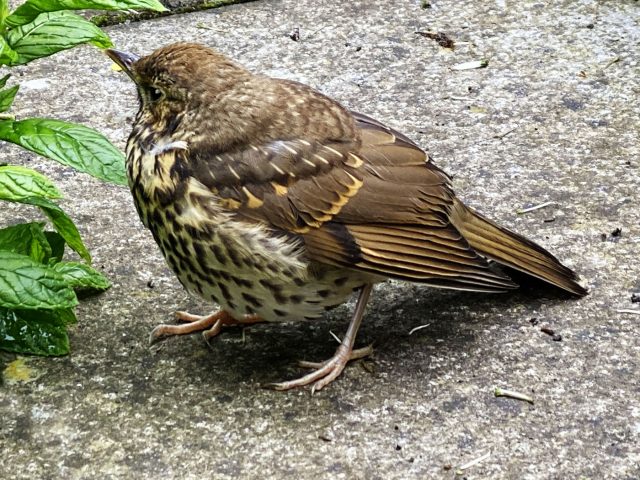 Baby Thrush | St Andrews Photographic Society
